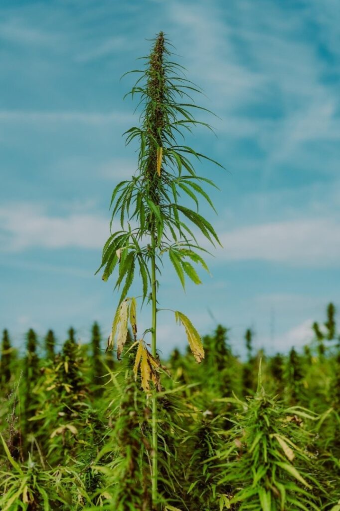 Medical Marijuana: Mainstream Acceptance Explained